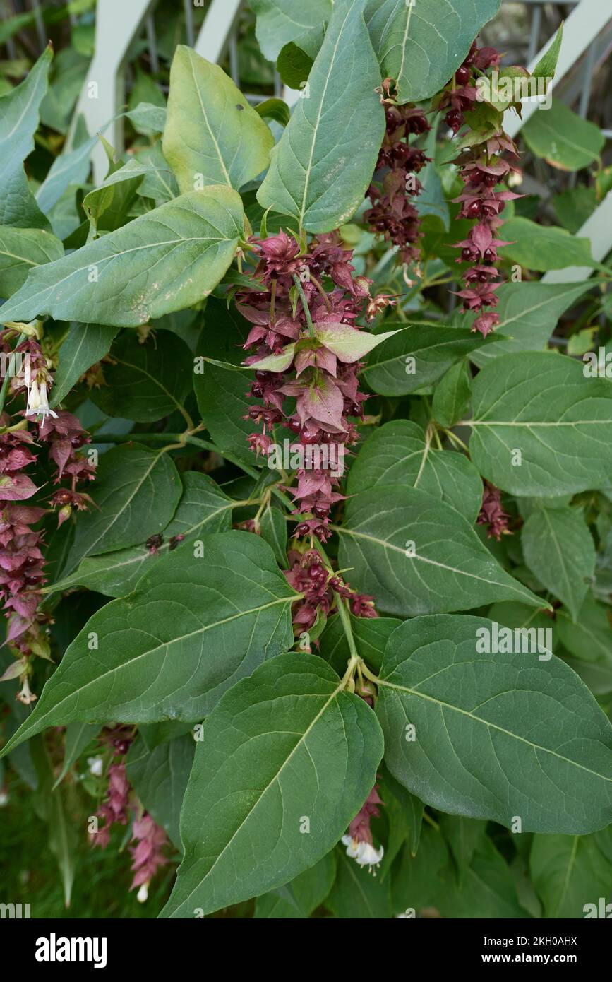 Red and white flower of leycesteria formosa hi-res stock photography ...