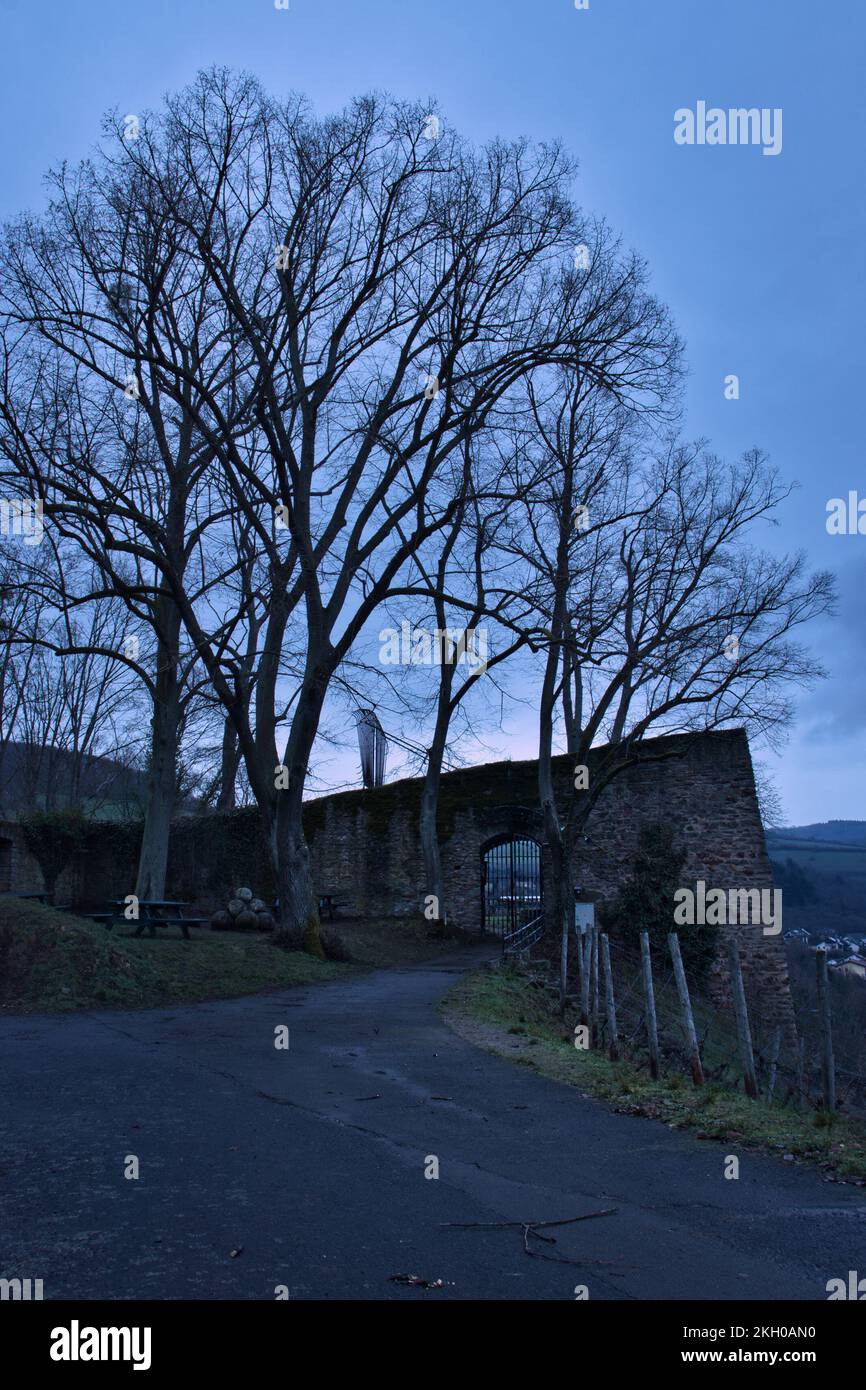Wolfstein, Germany - January 8, 2021: Tall tree in front of wall and ...