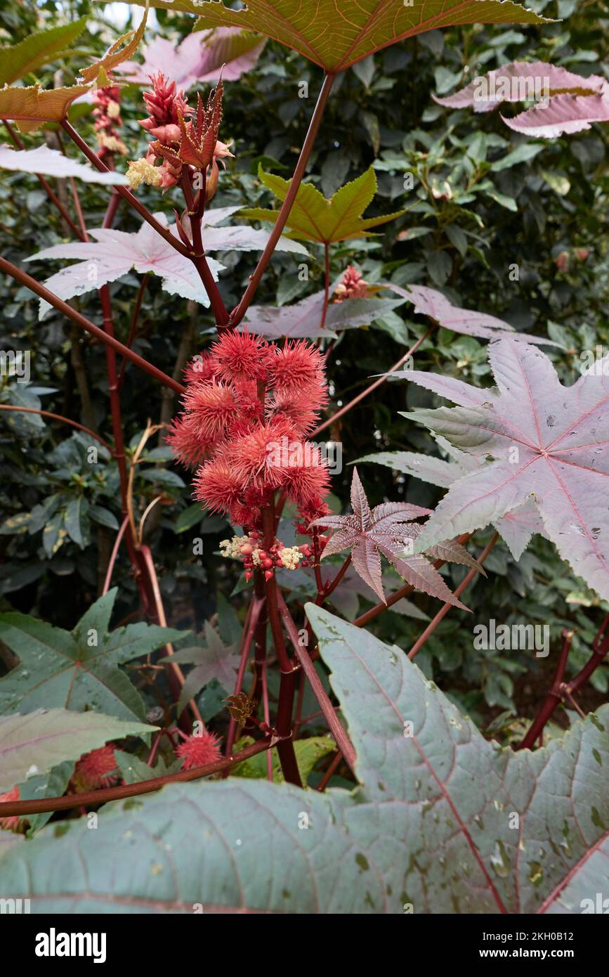 Ricinus communis red fruit close up Stock Photo - Alamy