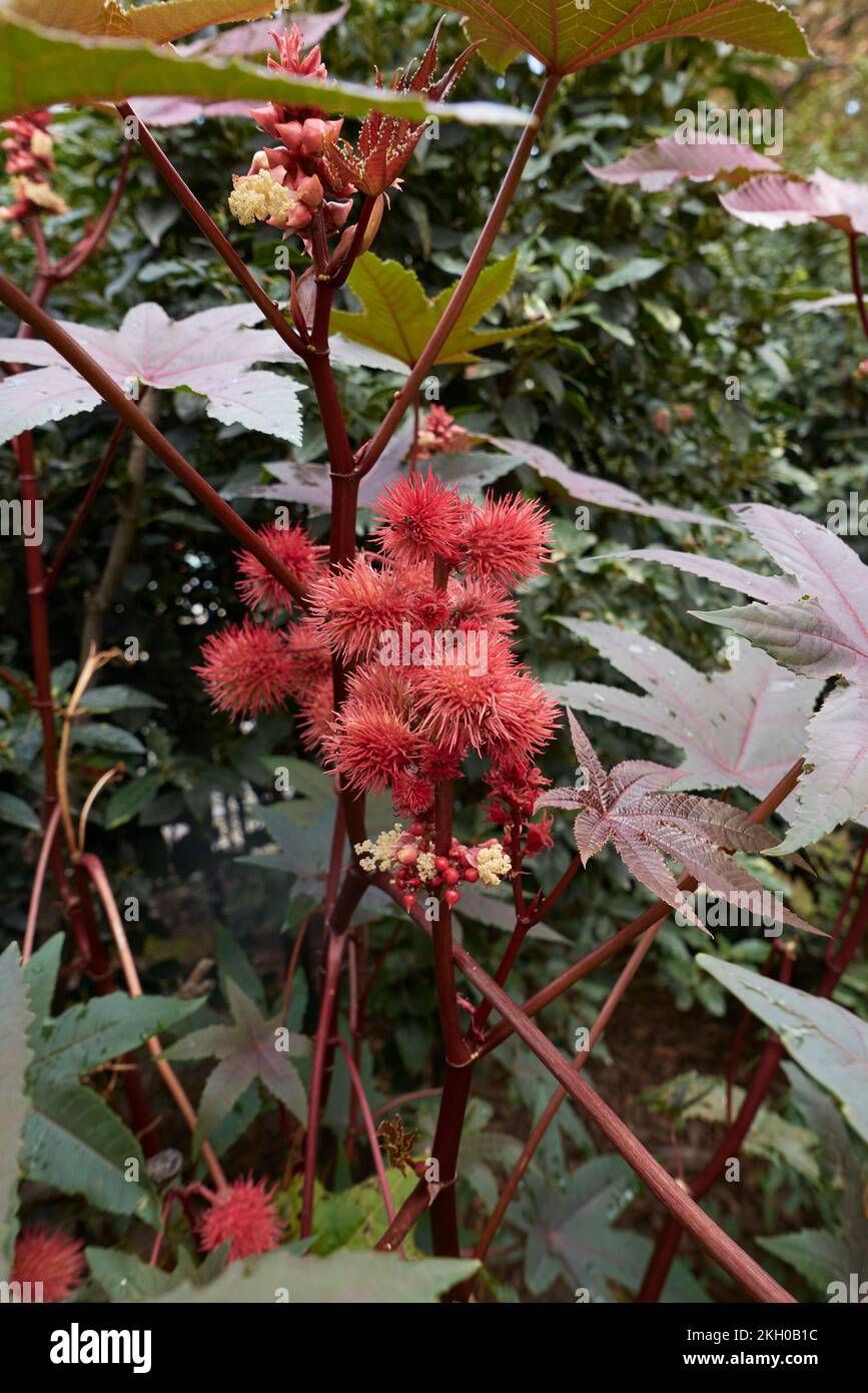 Ricinus communis red fruit close up Stock Photo - Alamy