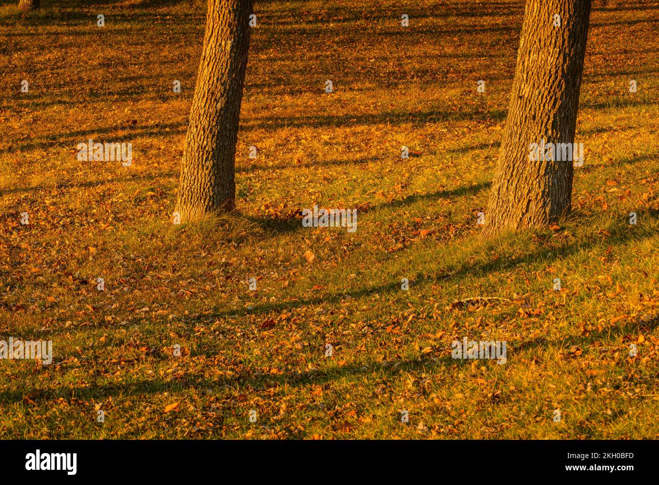 Tree trunks in a park, Greater Sudbury, Ontario, Canada Stock Photo - Alamy