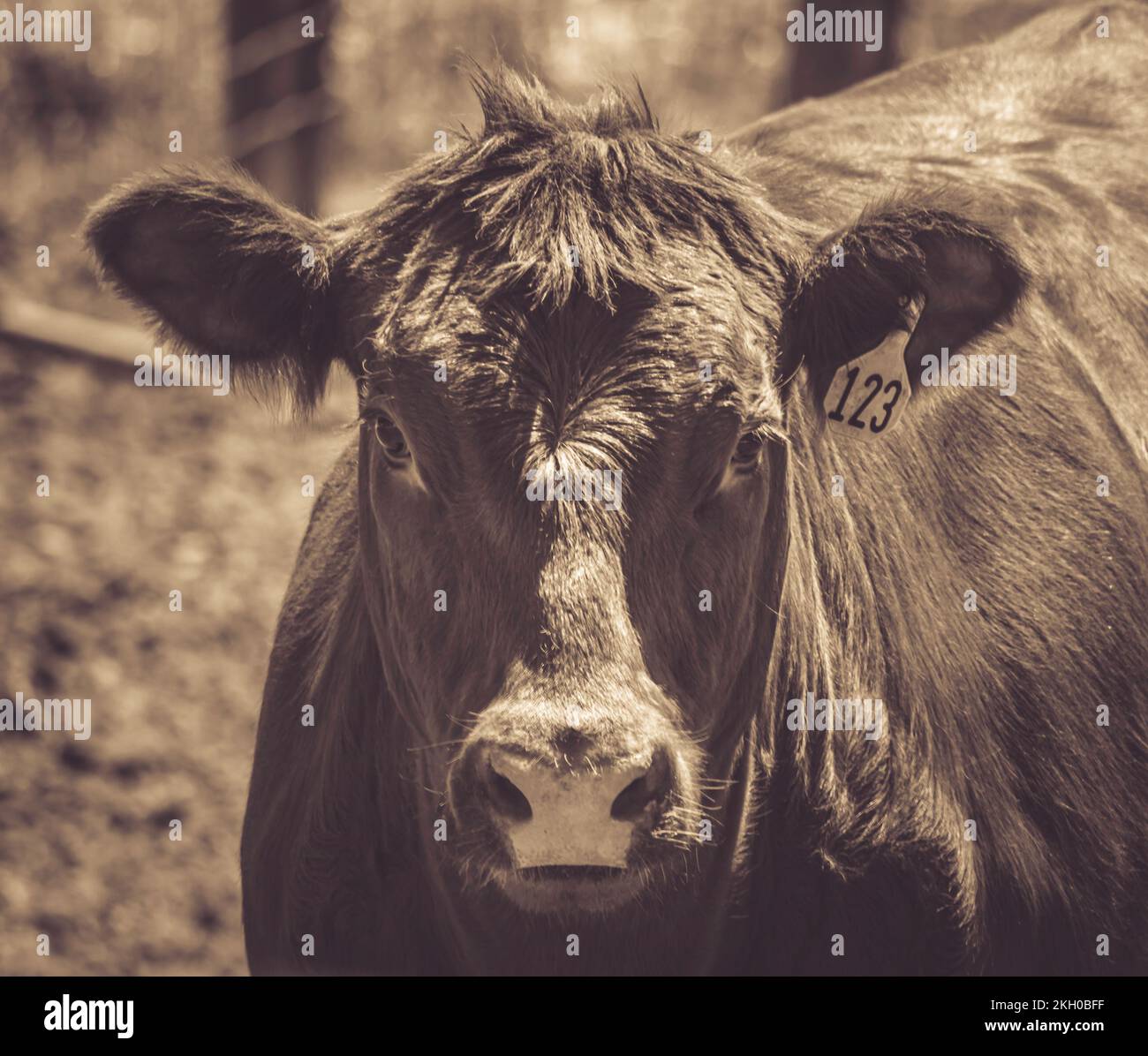 A huge black cow looking at the camera on a sunny farm in the ...