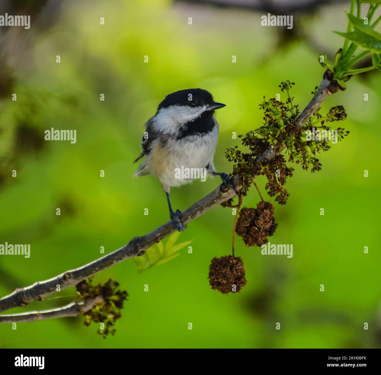 A closeup of a cute little chickadee perched on a thin curving branch ...