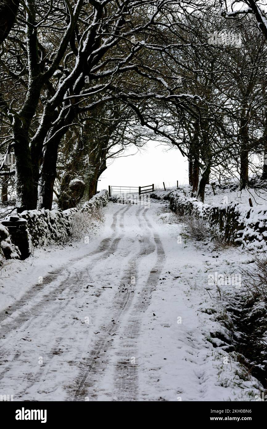 Snow covered lane with archway of overhanging snow covered trees ...