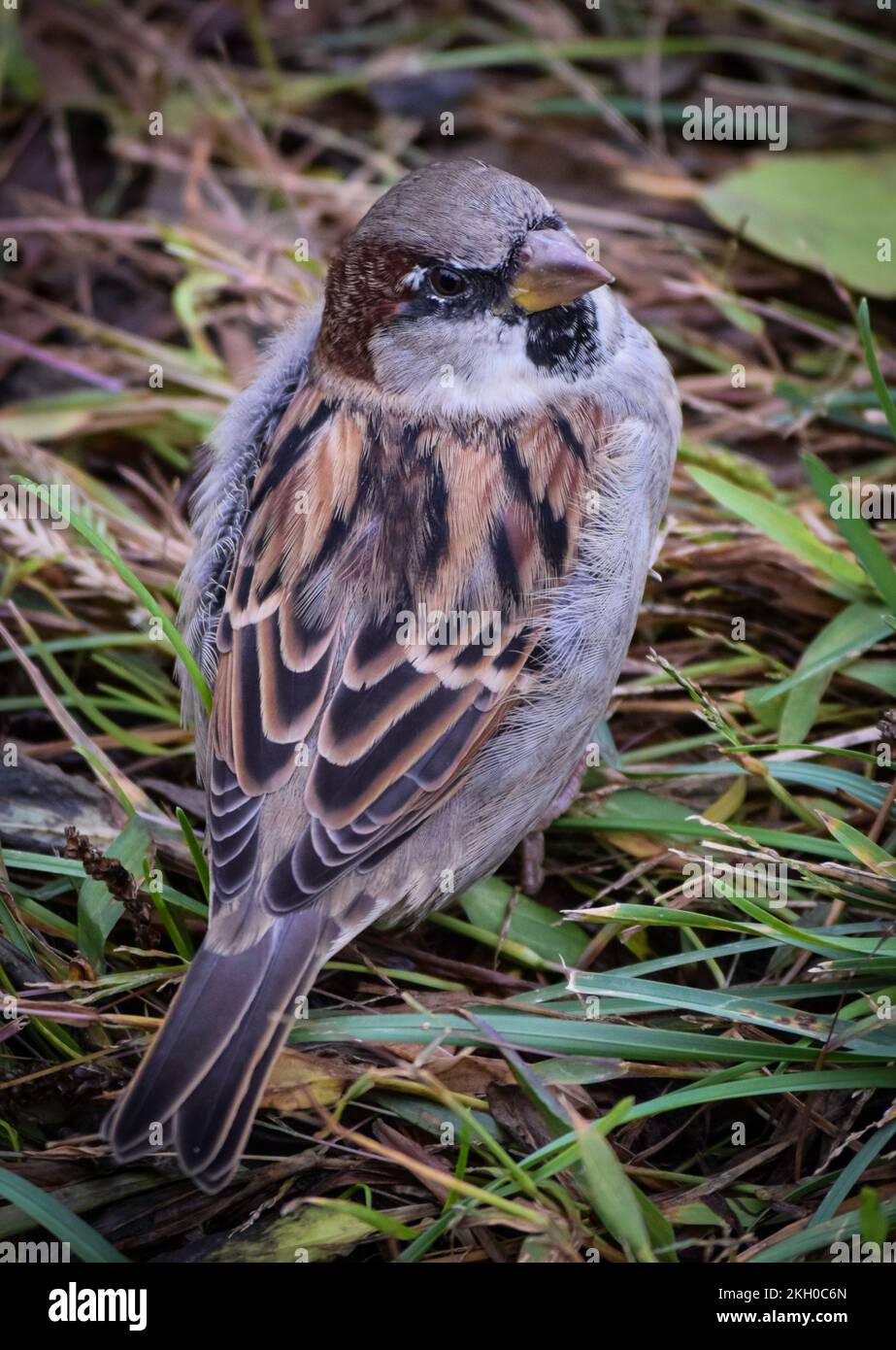 A vertical closeup of a cute, chubby sparrow surrounded by grass and ...