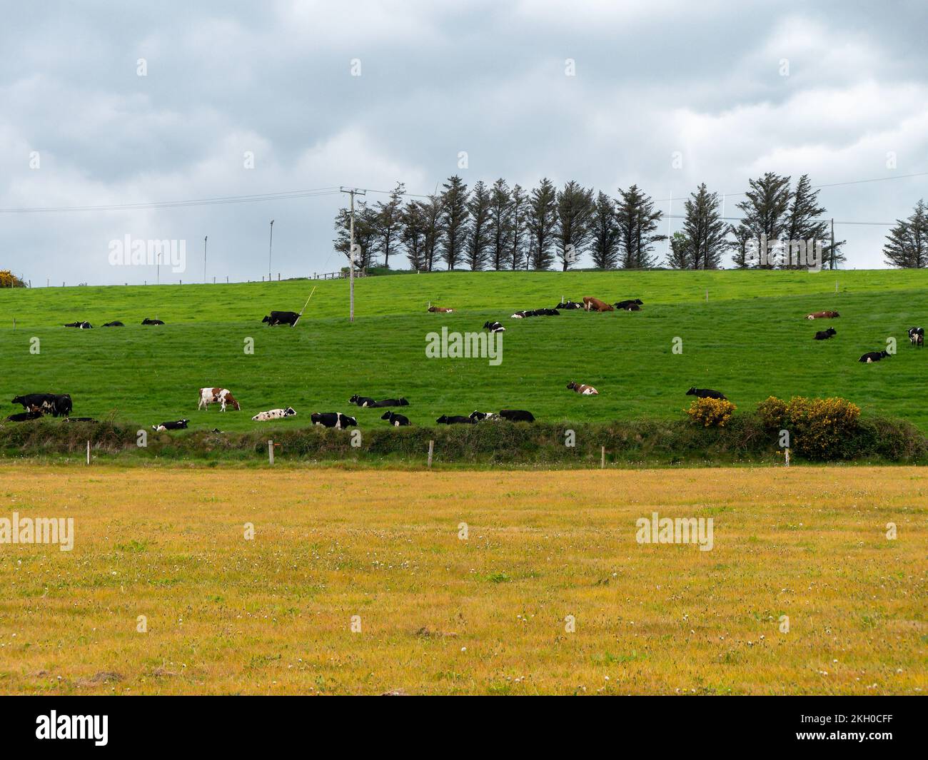 Village fields and pastures. Cows in a meadow. Agrarian European ...