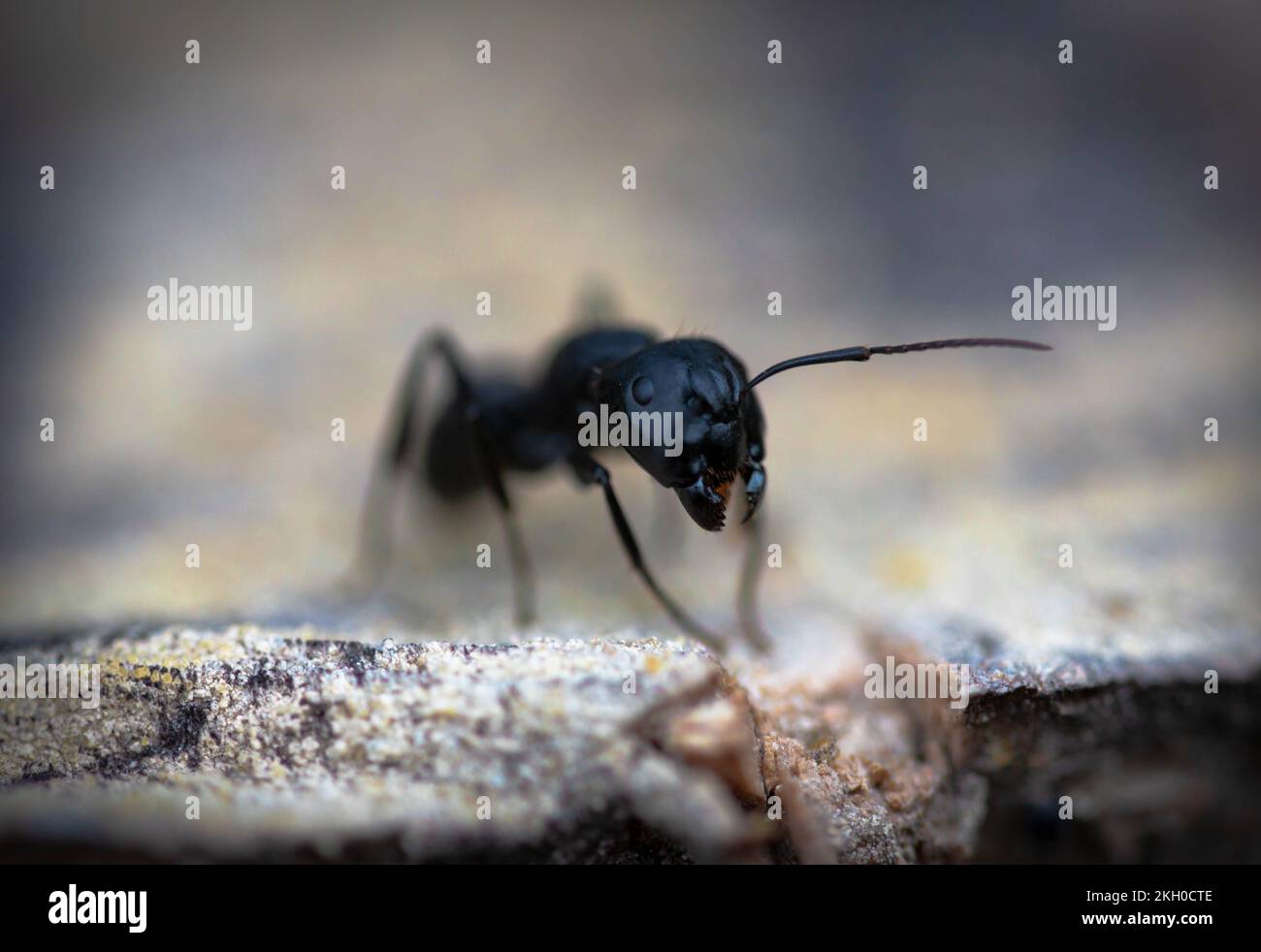 A selective focus shot of the head of Japanese carpenter ant on blur ...