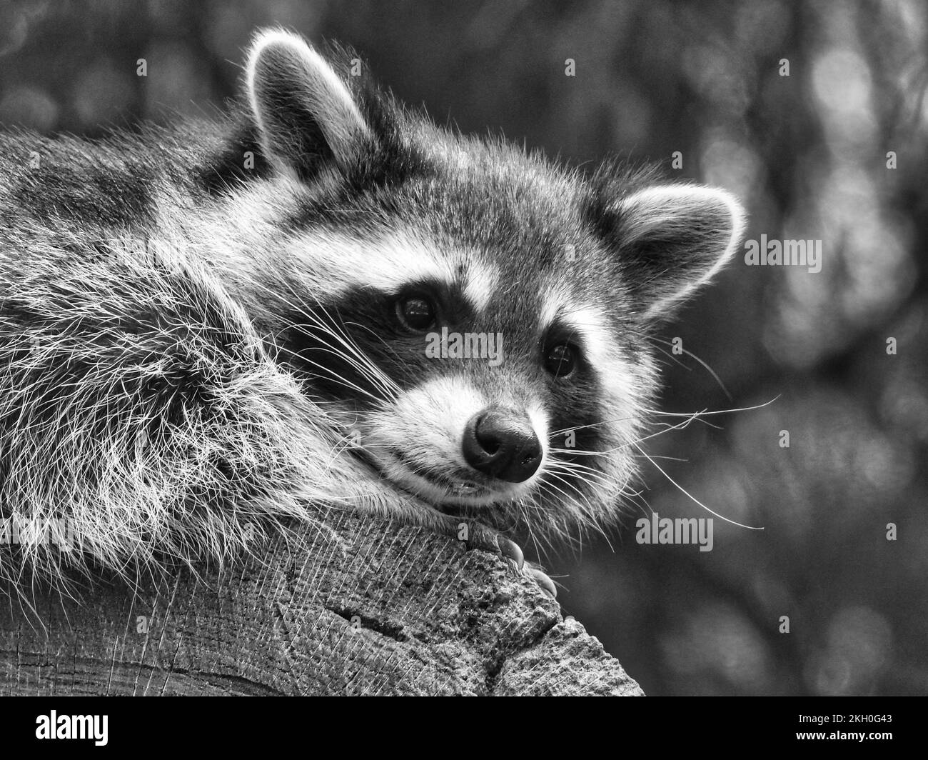 My raccoon Black and White Stock Photos & Images - Alamy