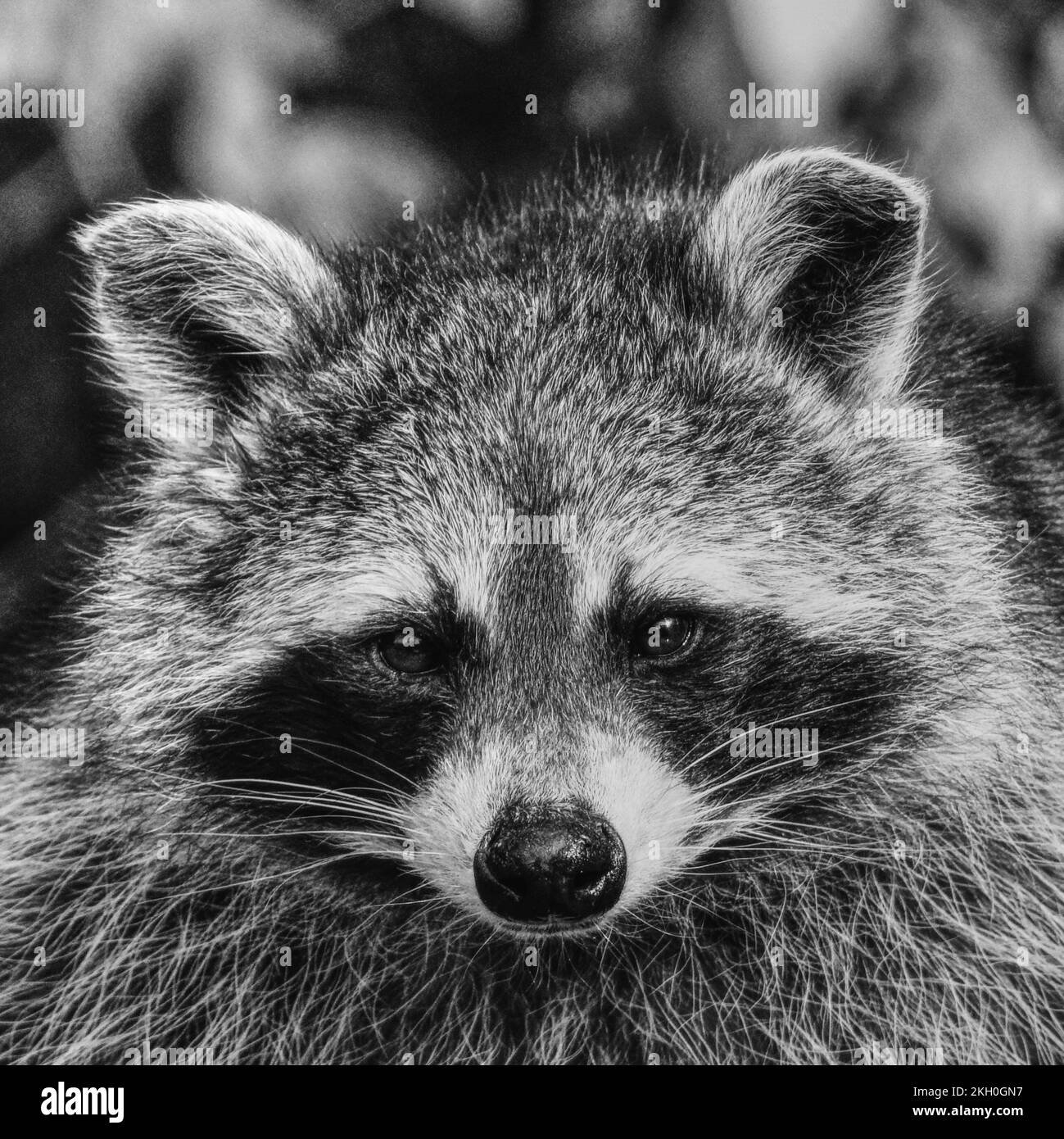 My raccoon Black and White Stock Photos & Images - Alamy