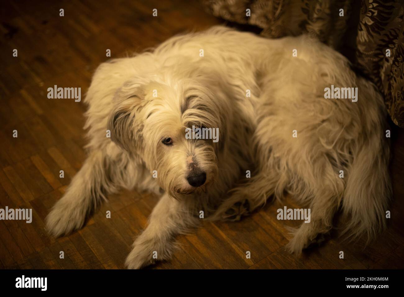 Stray dog half breed hi-res stock photography and images - Alamy