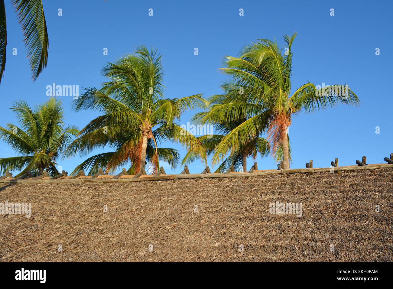 tiki thatched roof with three palm trees in front of a blue sky in ...