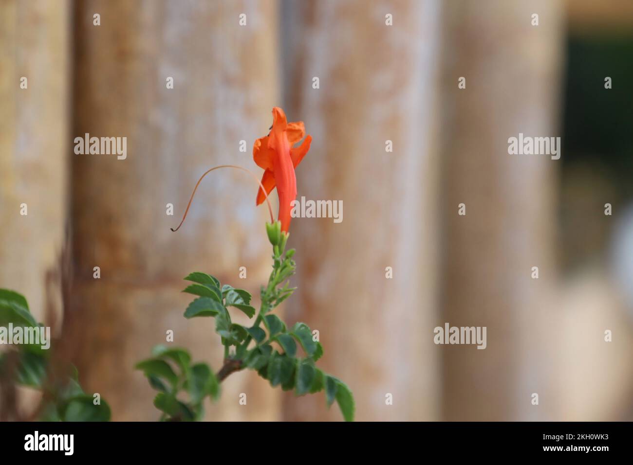A closeup of a tecoma capensis flower on the blurry background of the ...