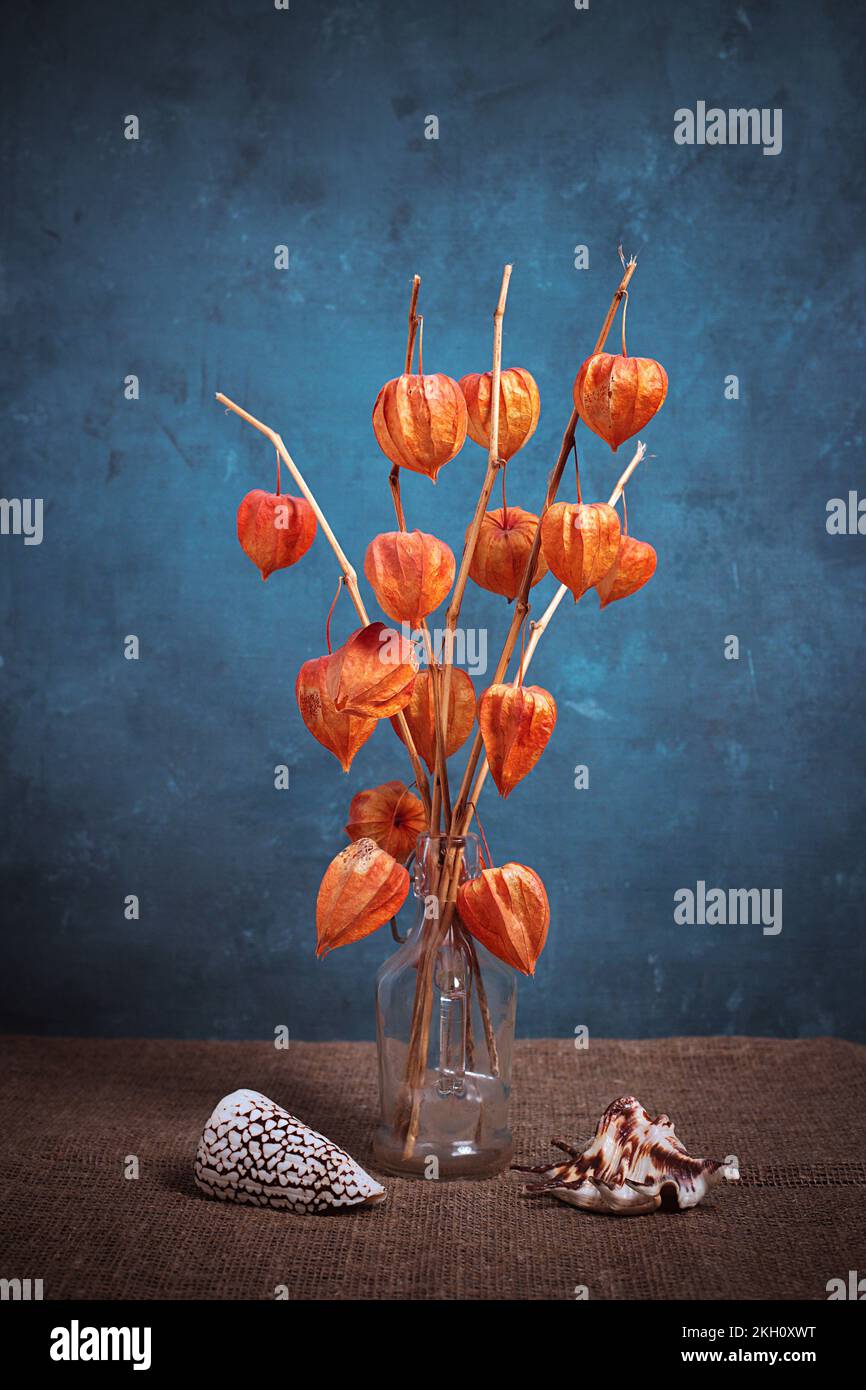 Still life with a bouquet of physalis and shells on a blue background ...