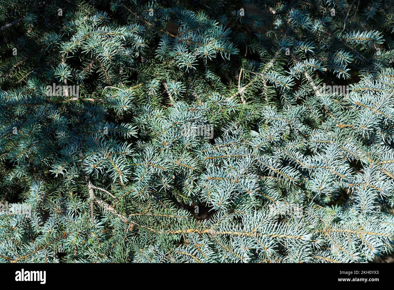 Blue spruce spruce texture branches hi-res stock photography and images ...