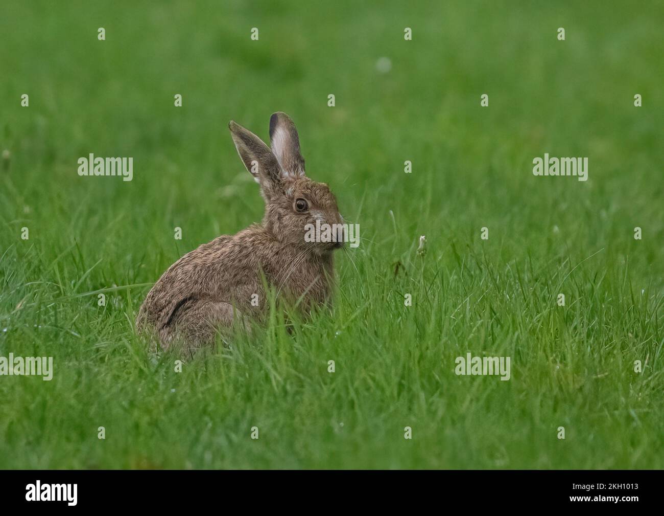 A cute baby Brown Hare leveret , enjoying the grass in a farmers meadow ...