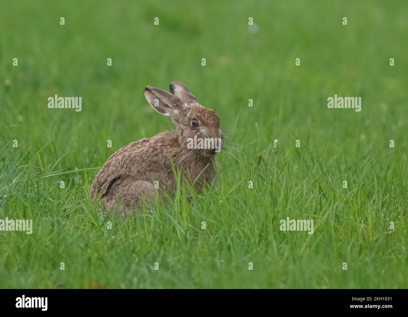 Fluffy hare hi-res stock photography and images - Alamy