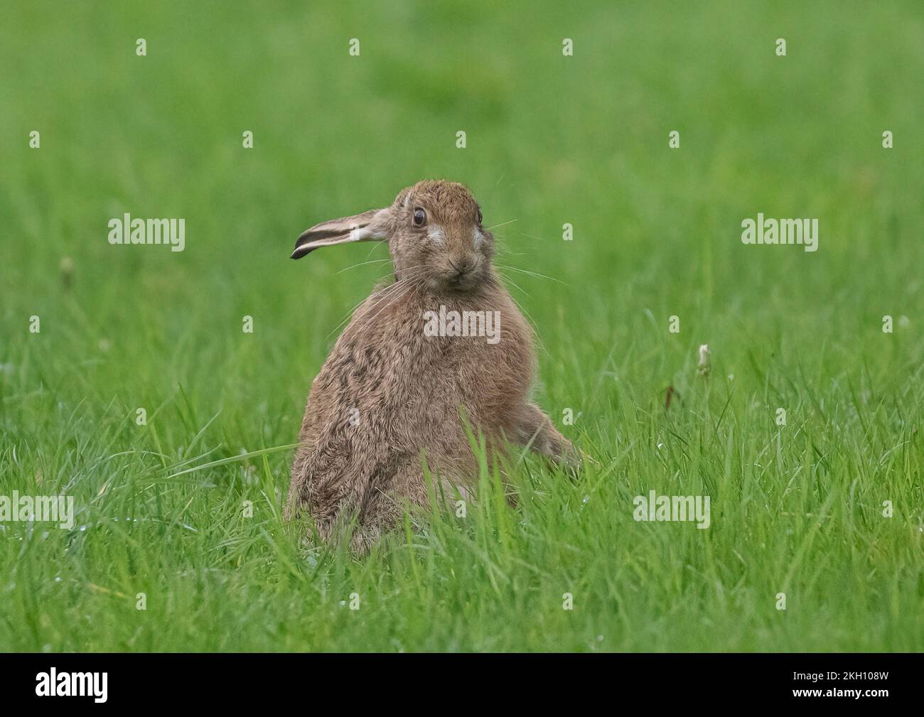 A cute baby Brown Hare leveret , trying to scratch and itch in the ...