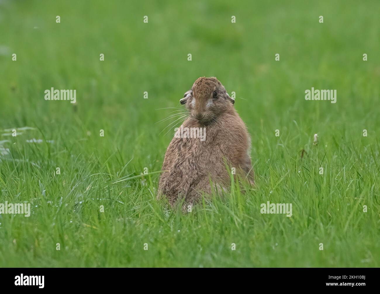 A shape shifter . A baby Brown Hare leveret , enjoying the grass in a ...