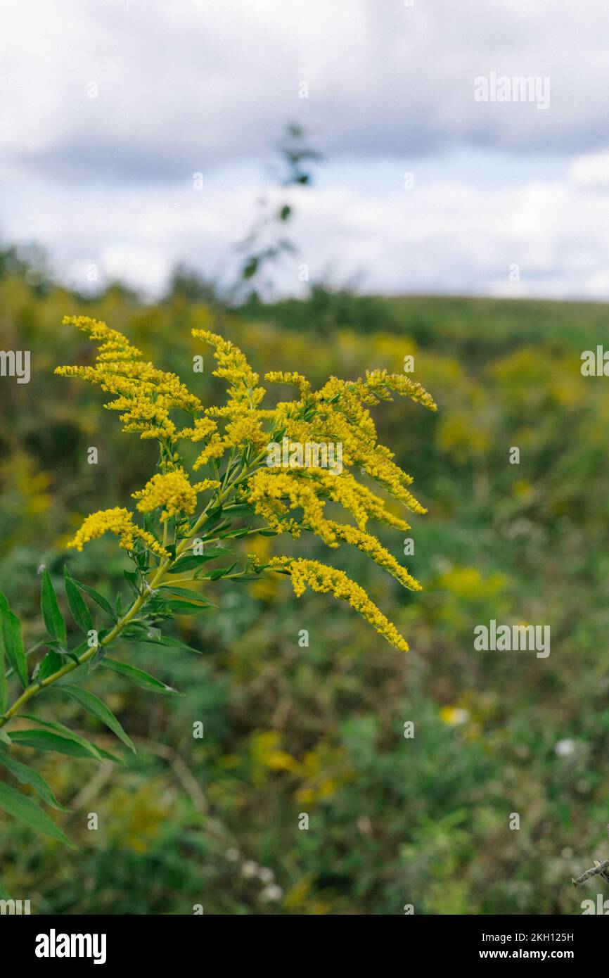 Yellow flowers of goldenrod. Weed culture grows in the field Stock ...