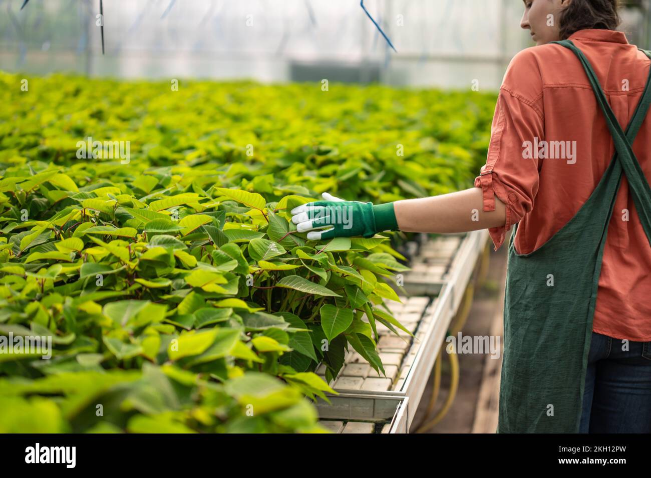gardener checking on the plants in a botanical garden Stock Photo - Alamy
