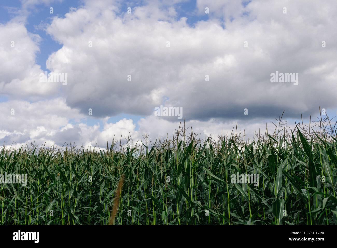 Corn field and clouds. Landscape with cornfield Stock Photo - Alamy