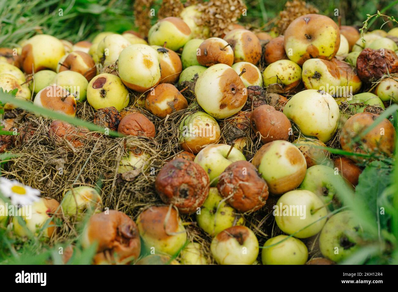 Pile of rotten apples hi-res stock photography and images - Alamy