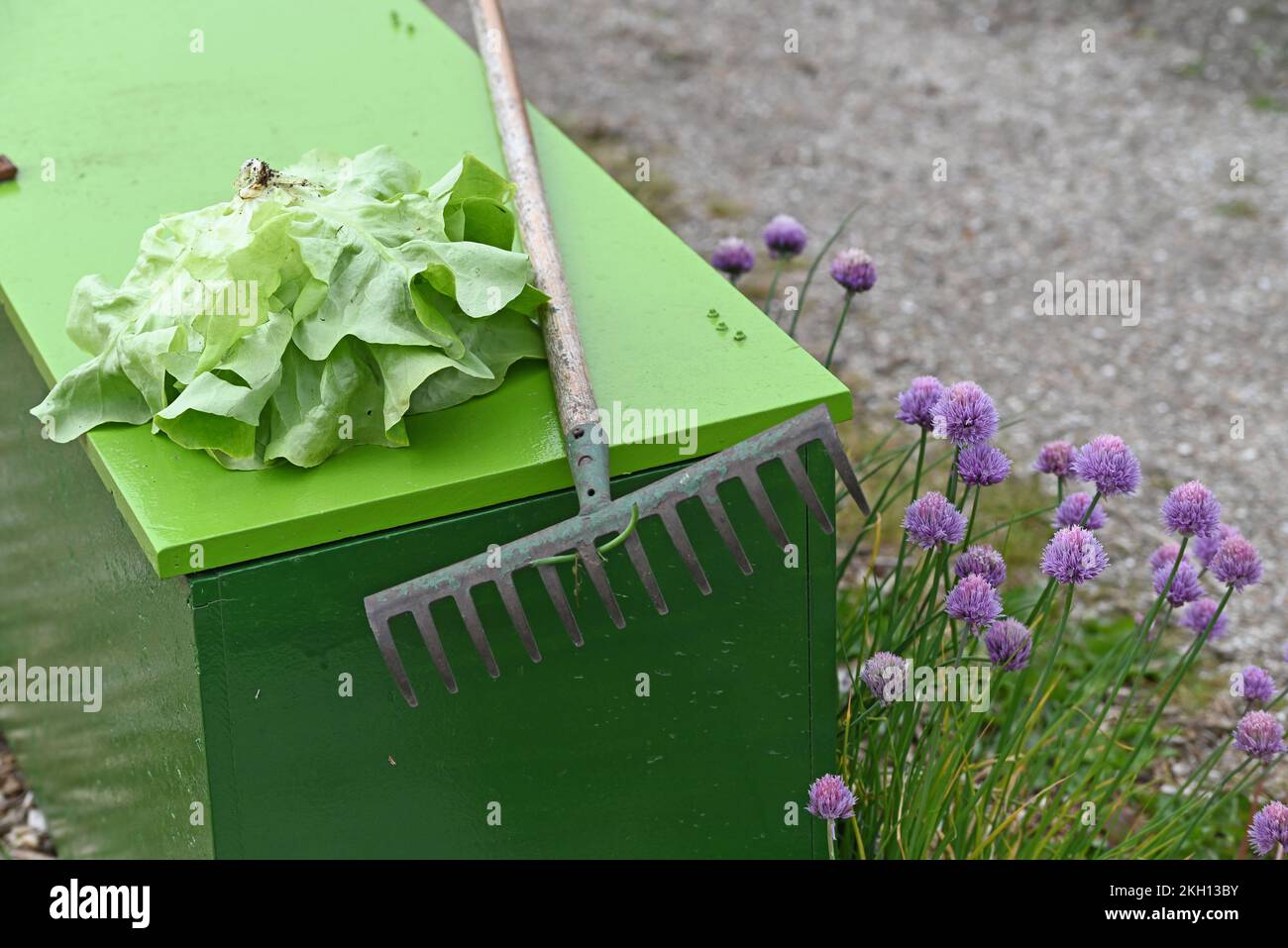 Rake and lettuce in vegetable garden and Chives Stock Photo - Alamy