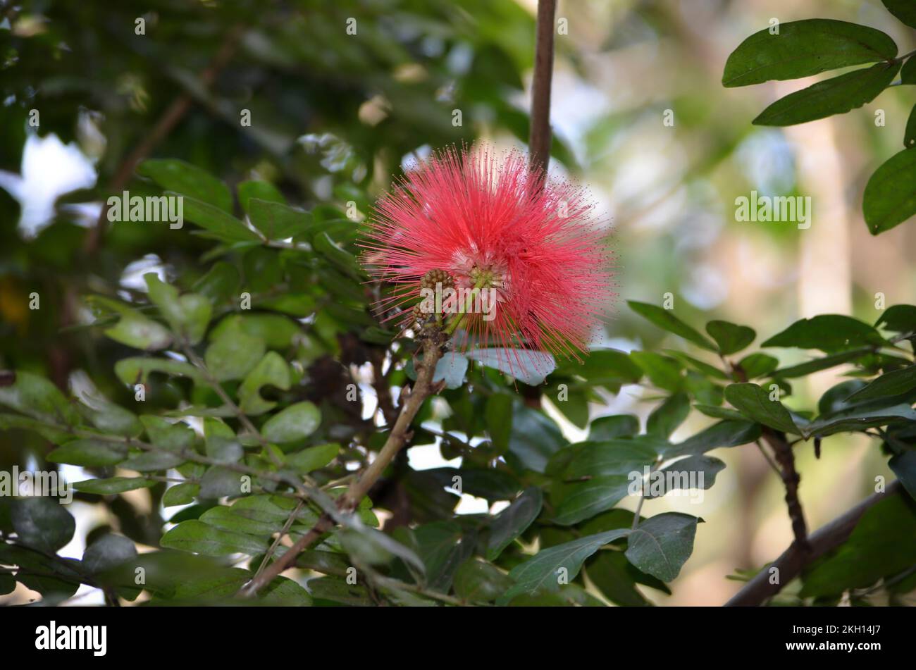 Powderpuff tree hi-res stock photography and images - Alamy