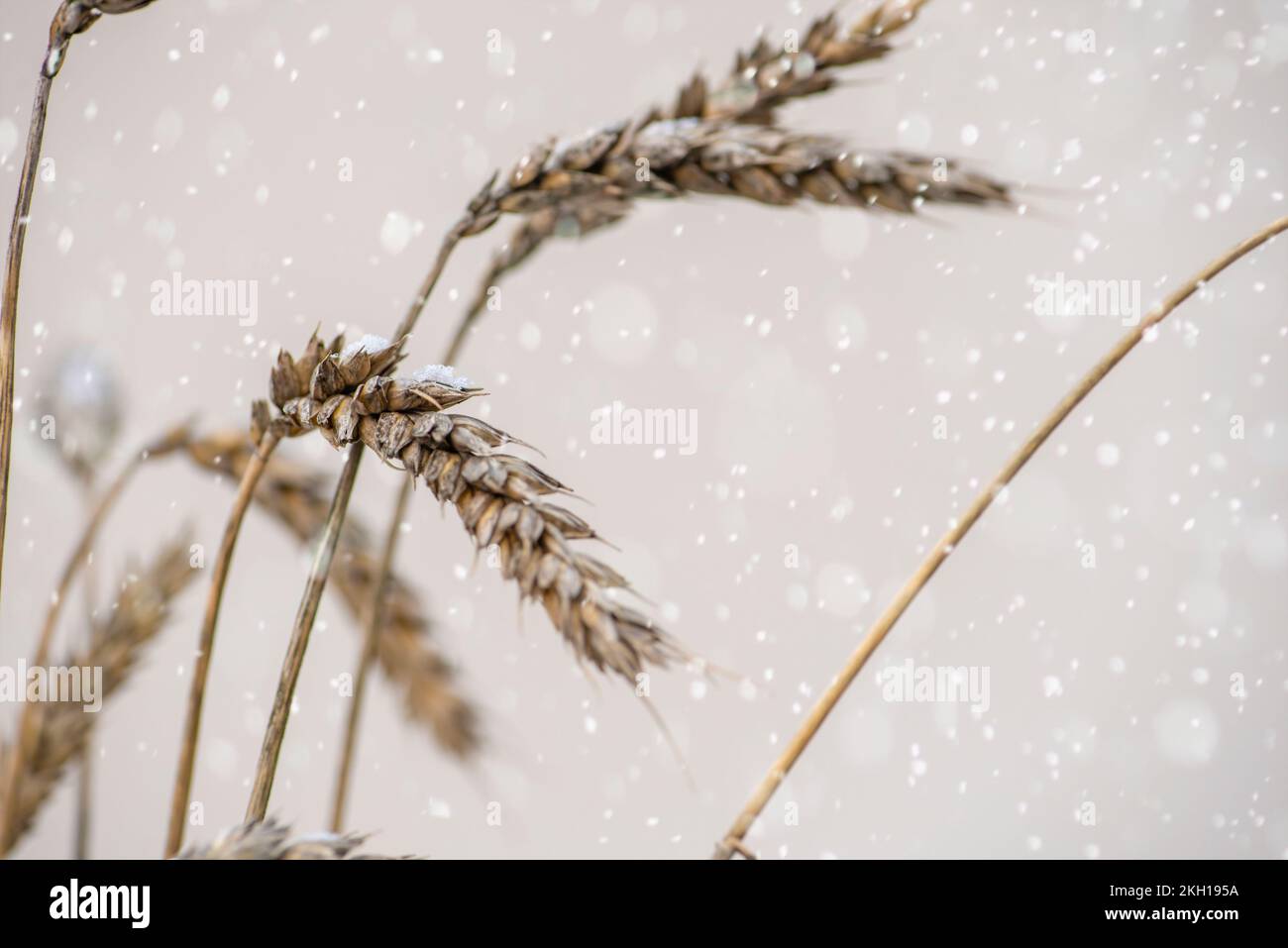 A spikelet of wheat is covered with snow and ice. Unharvested wheat and ...