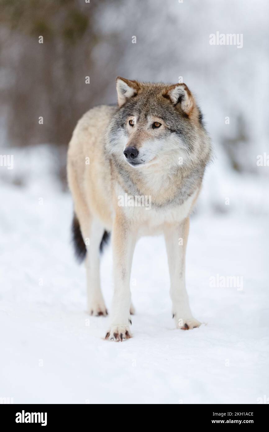 Dark Brown Female Wolf