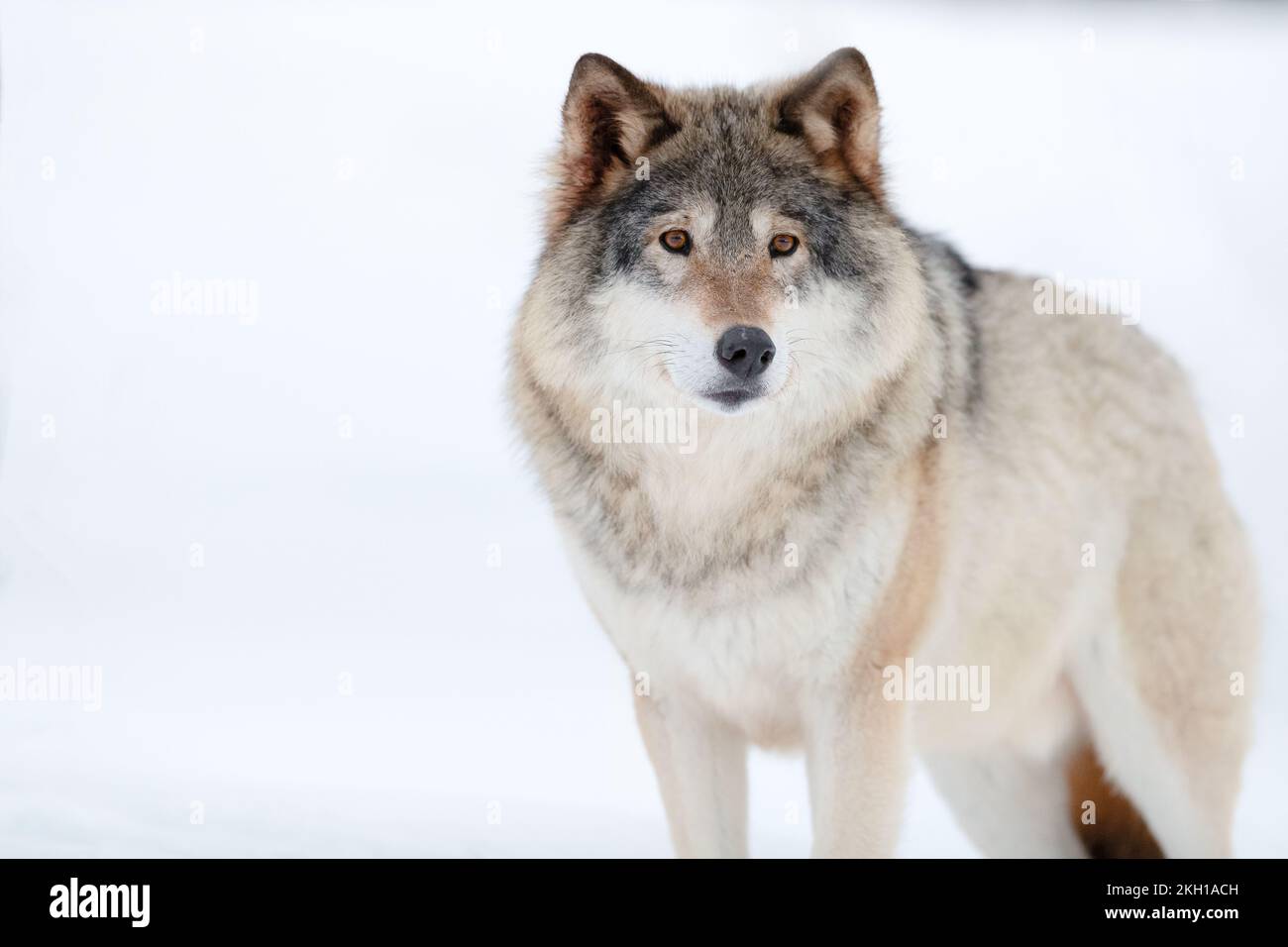 Wolf wild standing looking away hi-res stock photography and images - Alamy