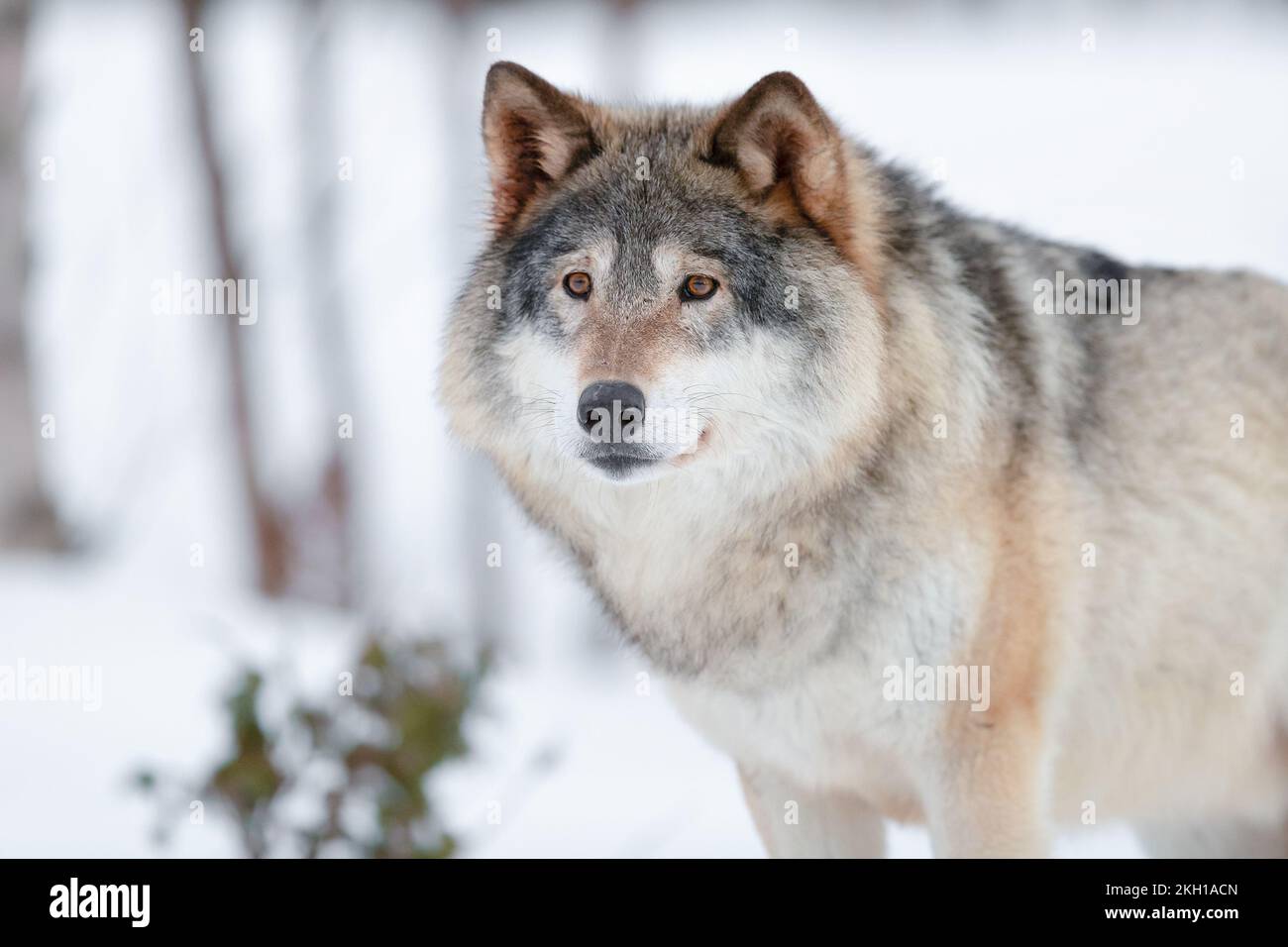 Furry wolf hi-res stock photography and images - Alamy