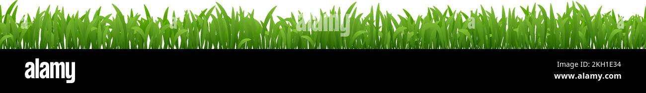 Green grass horizontal border. Growing meadow plants Stock Vector Image ...