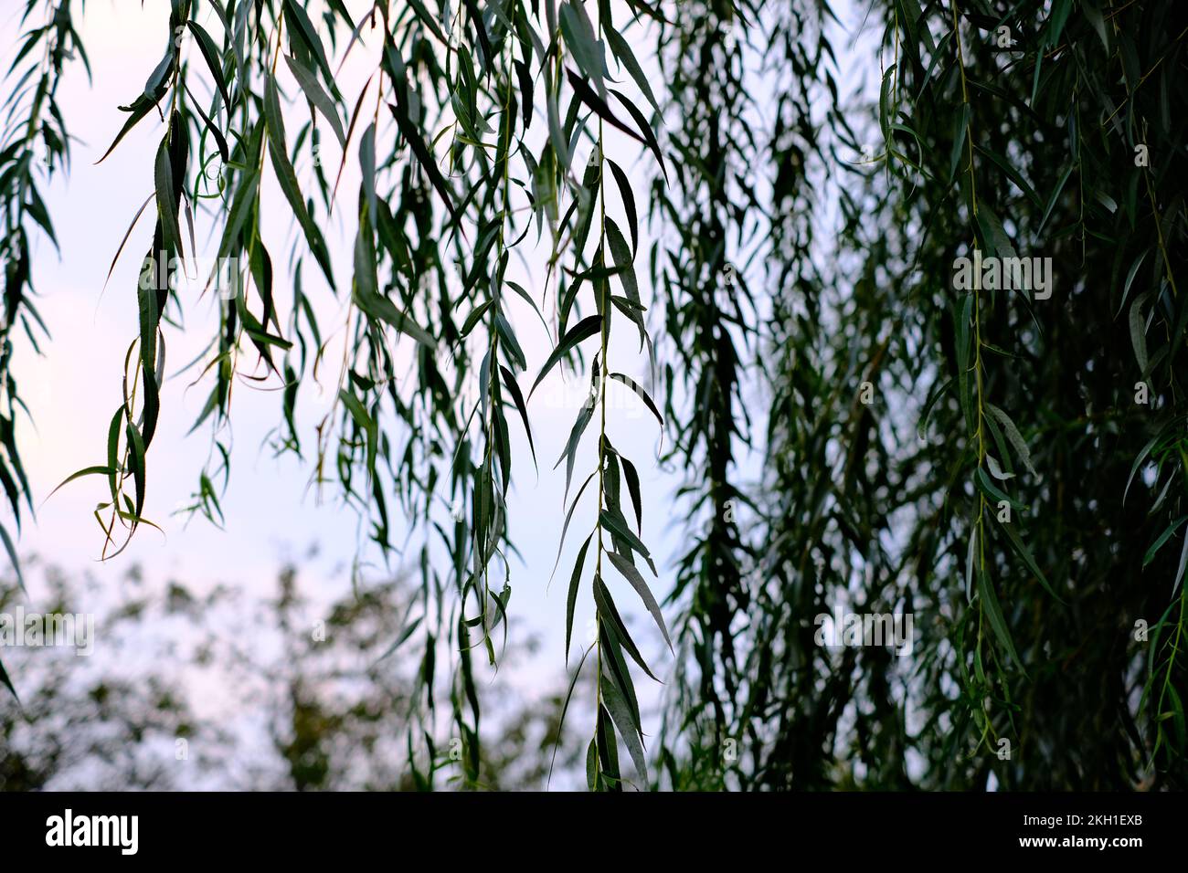 Willow tree seen from up close Stock Photo - Alamy