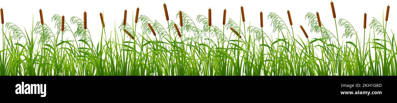 Swamp plants border. Realistic green grass line Stock Vector Image ...