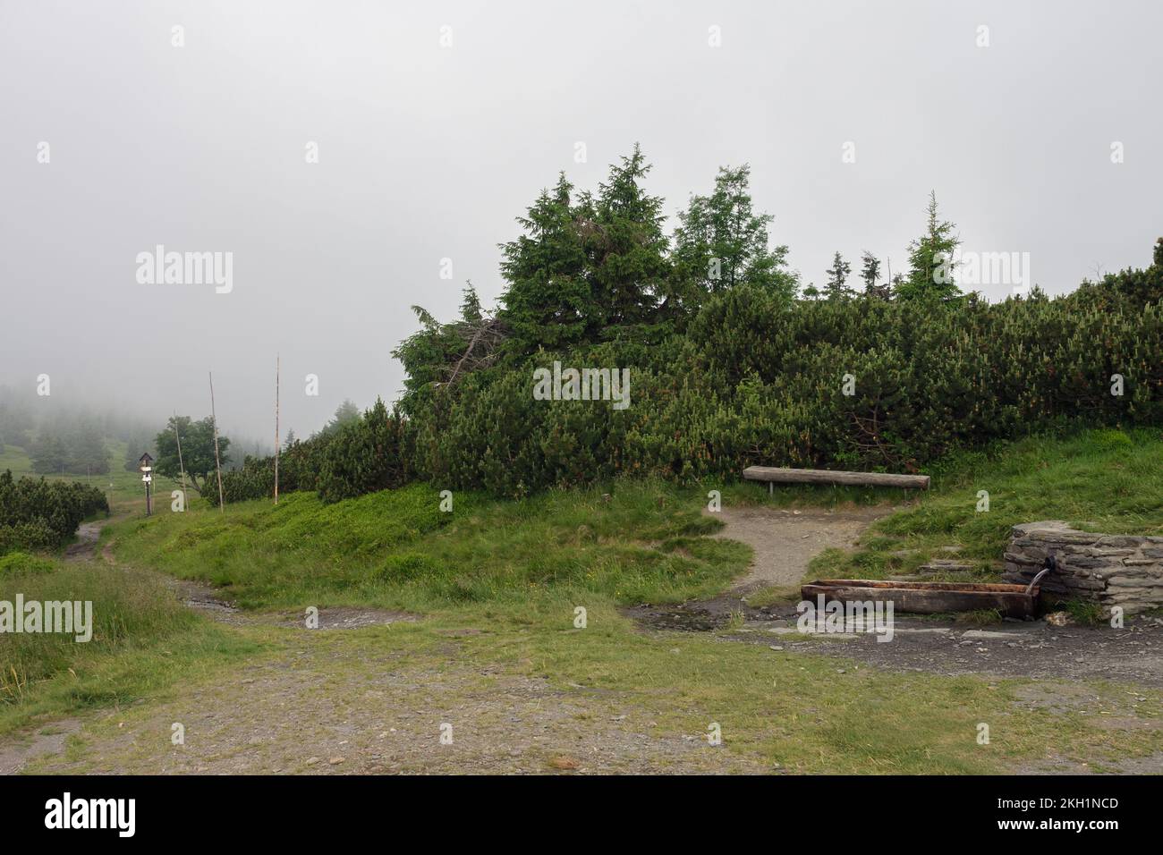 Deer drinking water in stream hi-res stock photography and images - Alamy