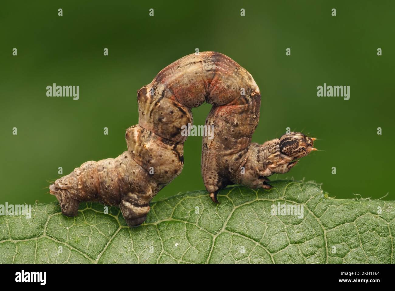 Early thorn moth caterpillar (Selenia dentaria) on plant leaf ...