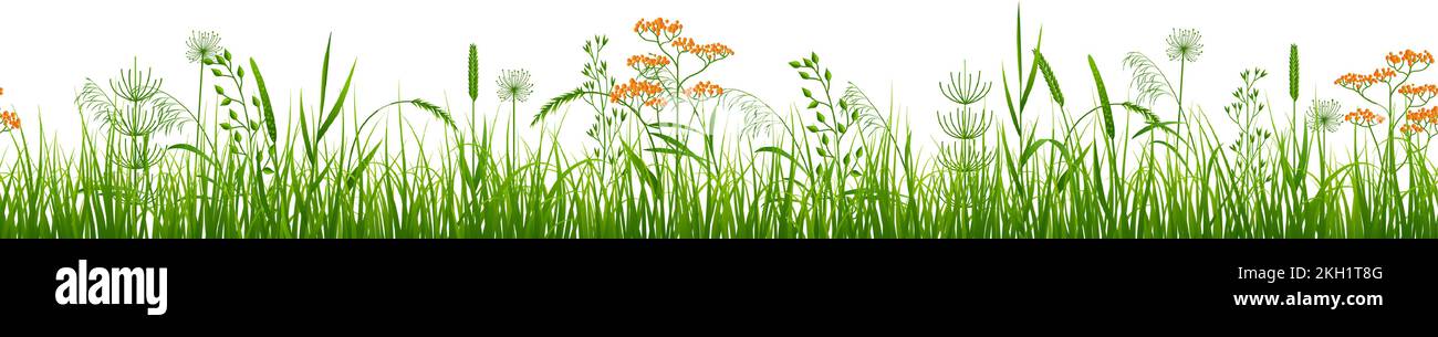 Growing plants border. Green realistic grass pattern Stock Vector Image ...