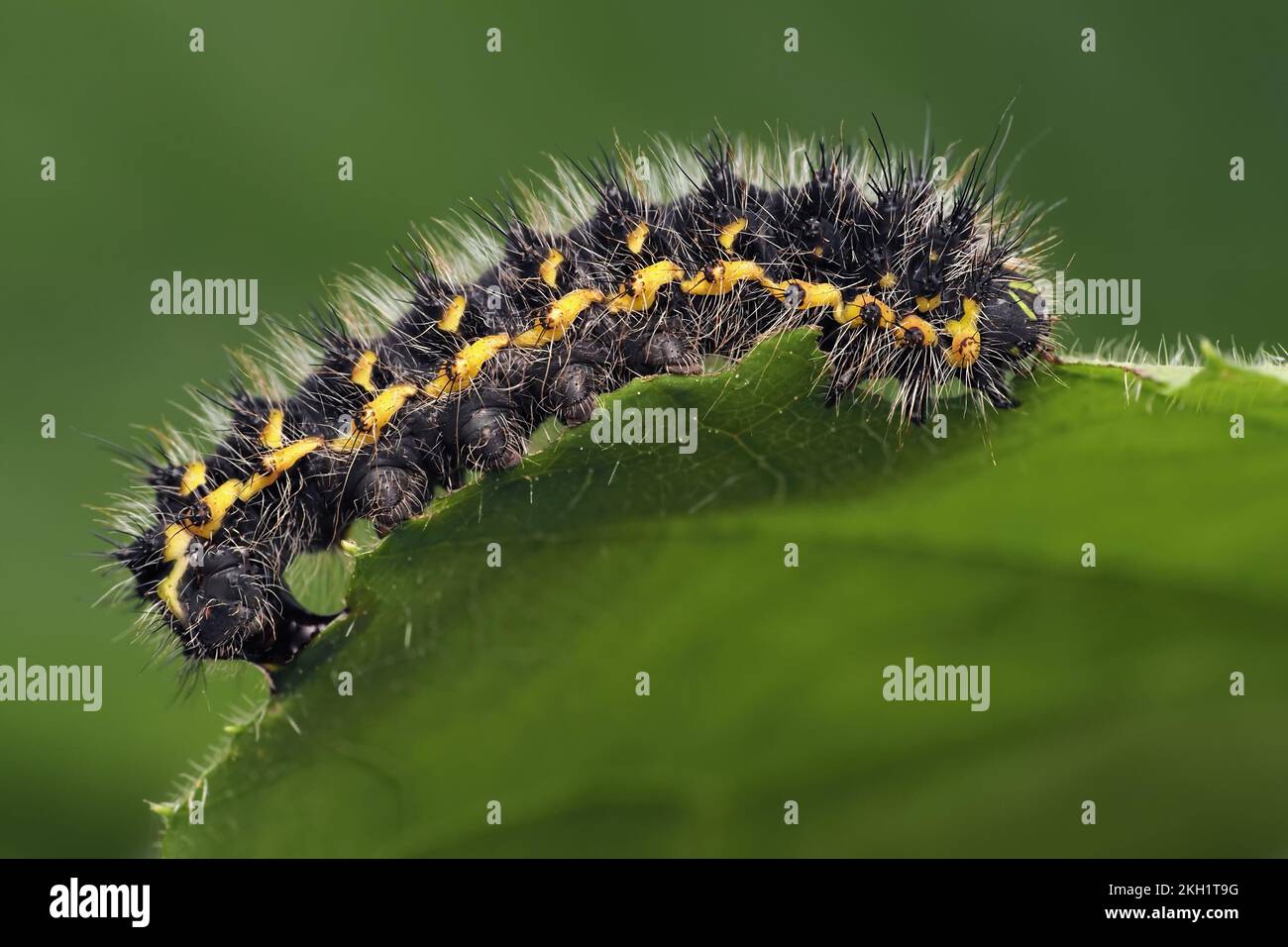 Young Emperor Moth caterpillar (Saturnia pavonia) feeding on bramble ...