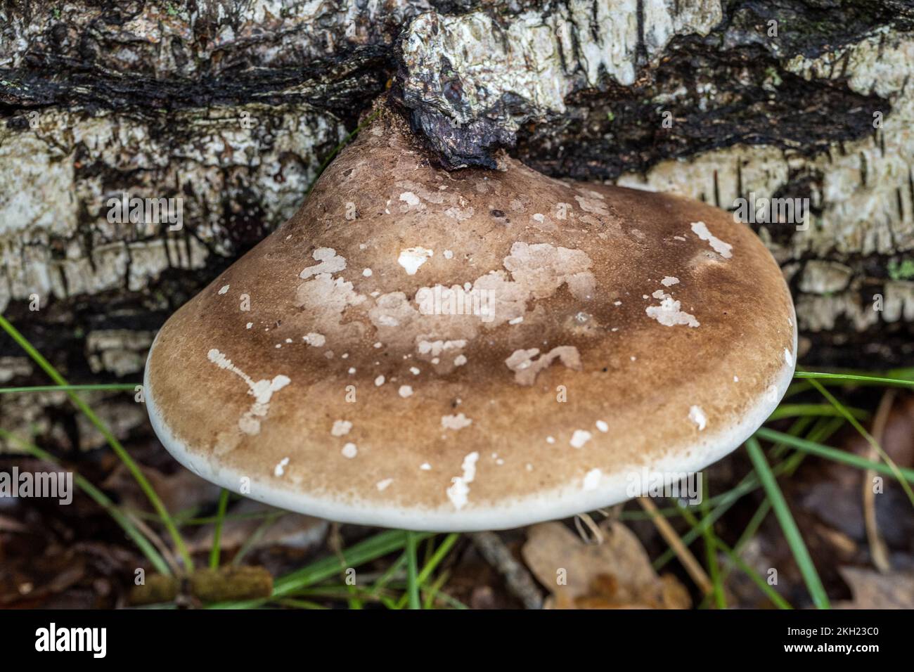 Razorstrop fungus aka birch polypore, inedible & ?medicinal, New Forest ...