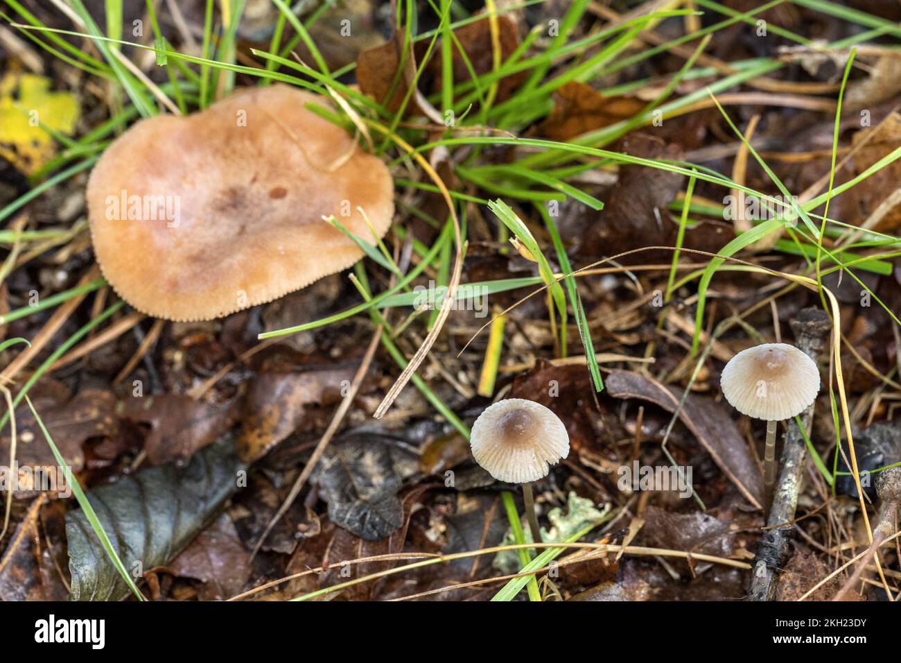 Oakbug milkcap lactarius quietus hi-res stock photography and images ...