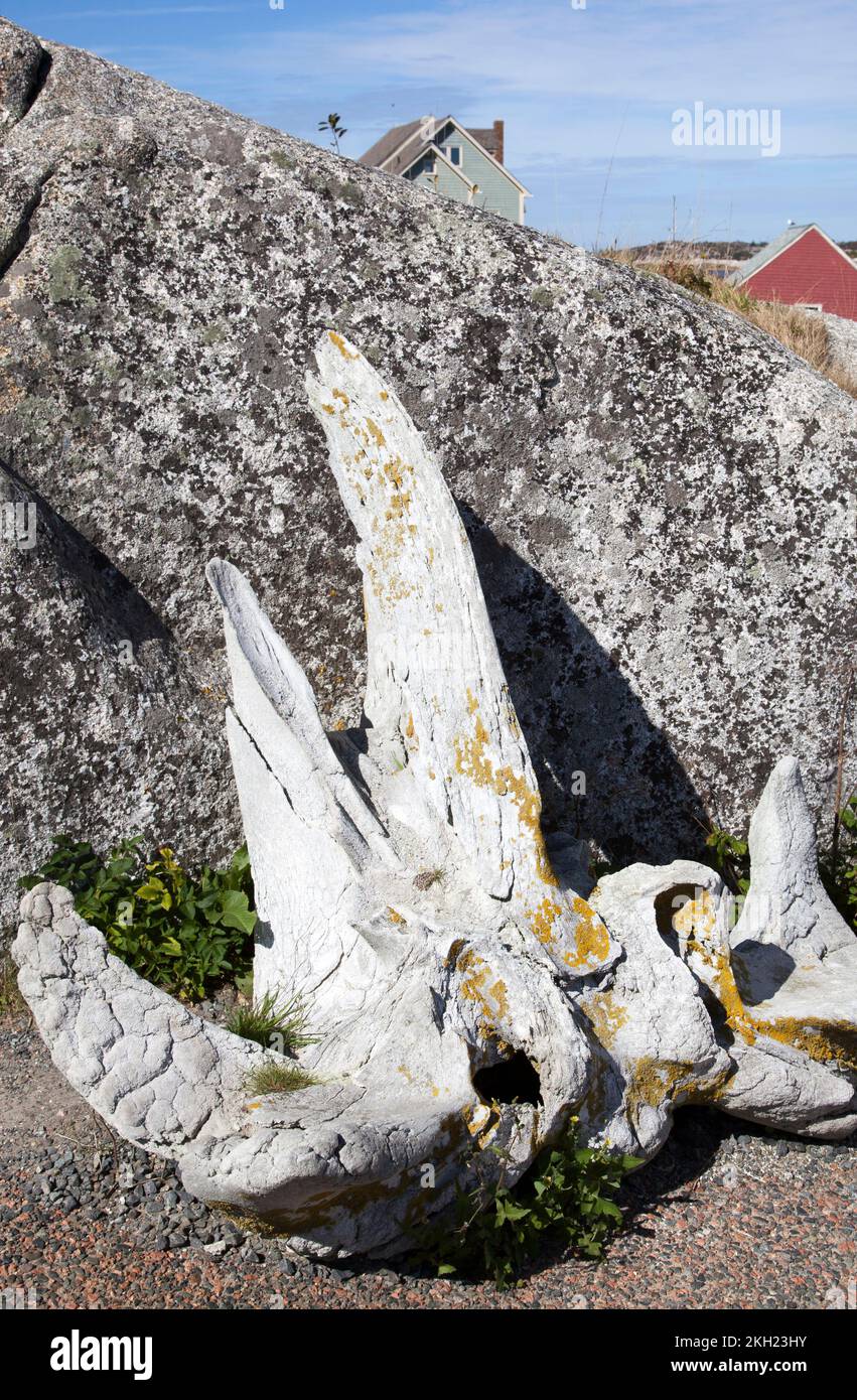 White large bones of the marine animal in Peggy's Cove village (Nova ...