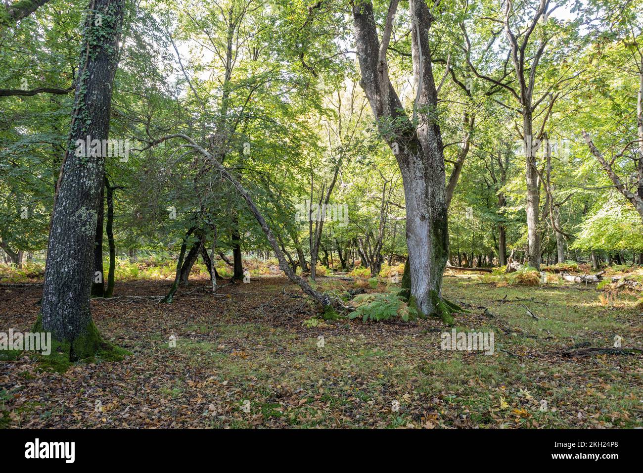 Shrubbery clearing hi-res stock photography and images - Alamy
