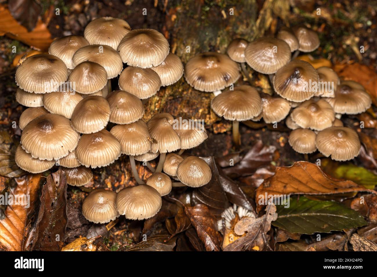 Clustered bonnet, New Forest, Hampshire, UK. Inedible Stock Photo - Alamy
