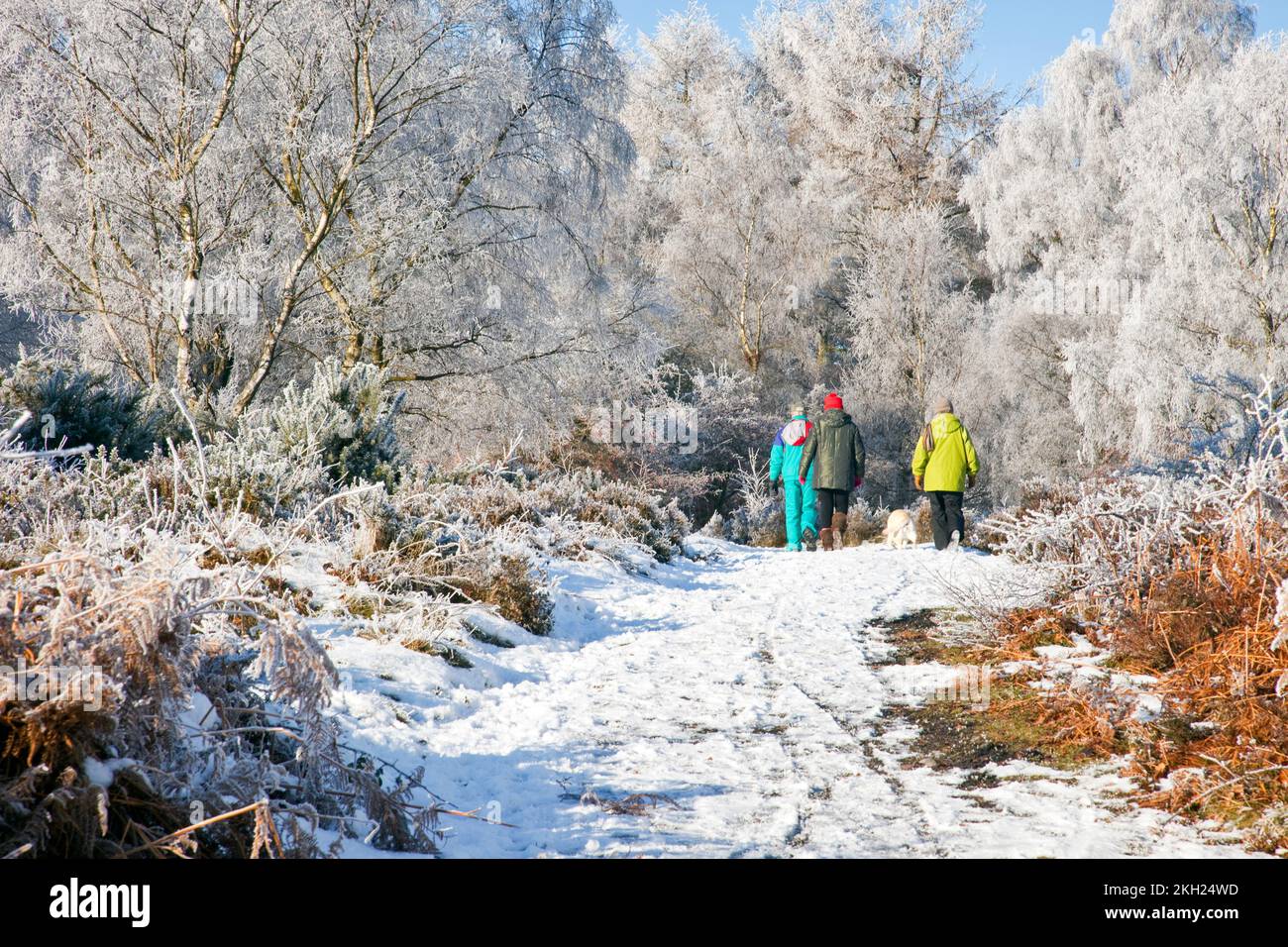 Frosted trees and footpaths in early winter on Cannock Chase Country ...