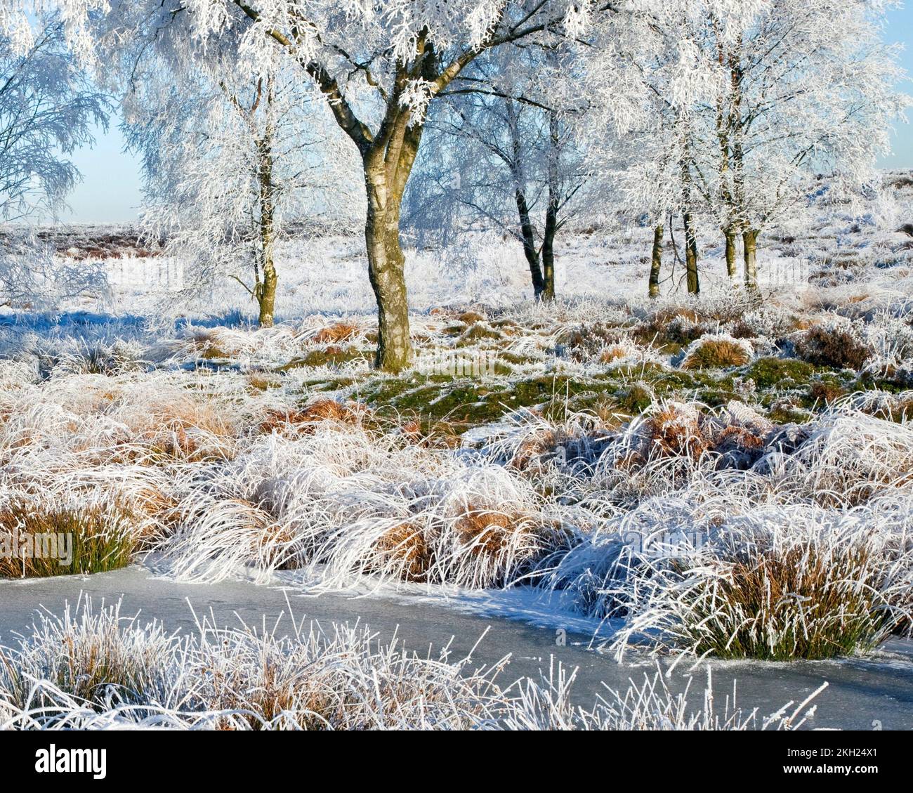 Frosted trees around Womere pool in early winter on Cannock Chase ...