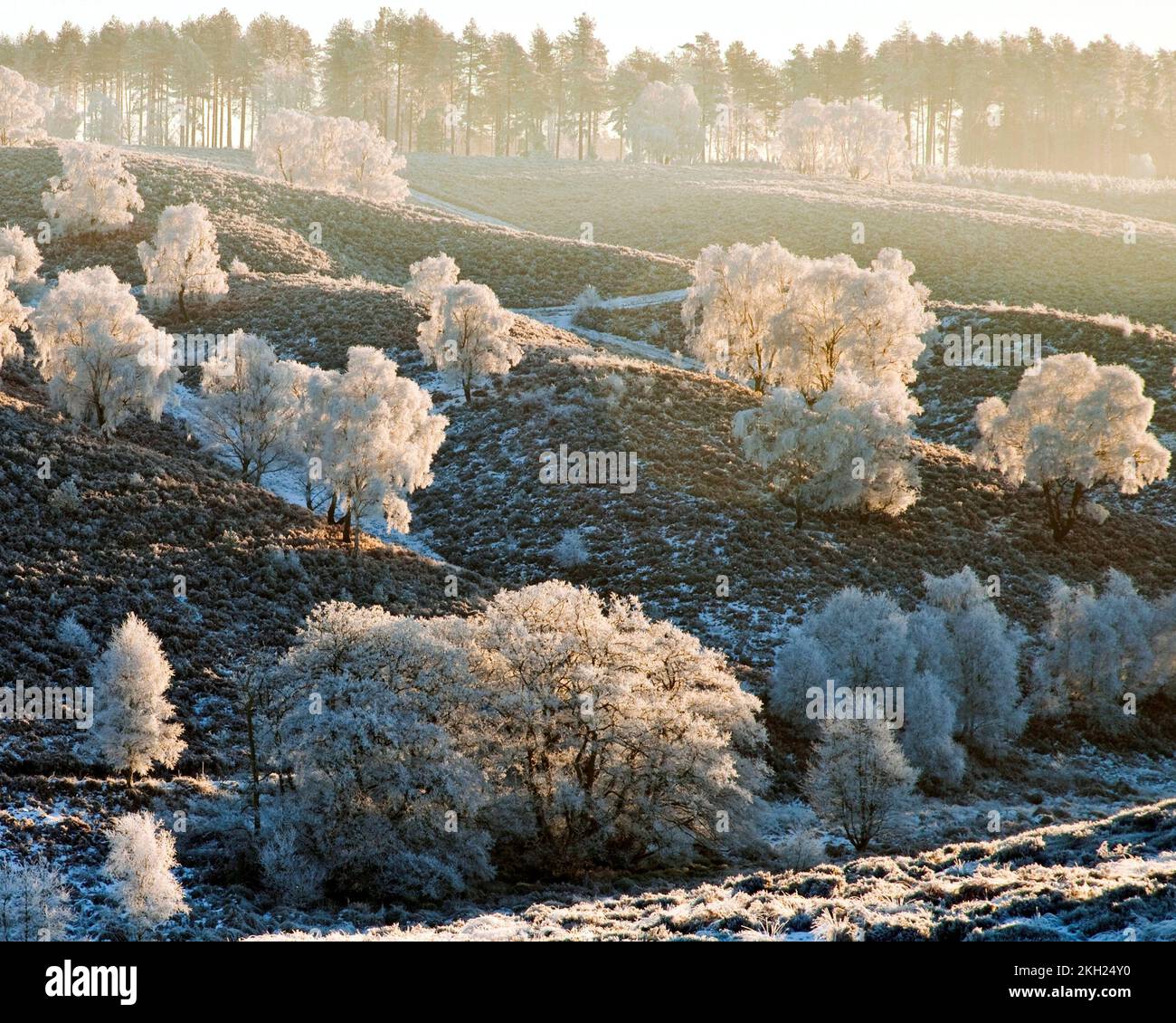 Frosted trees and hills and paths in early winter on Cannock Chase ...