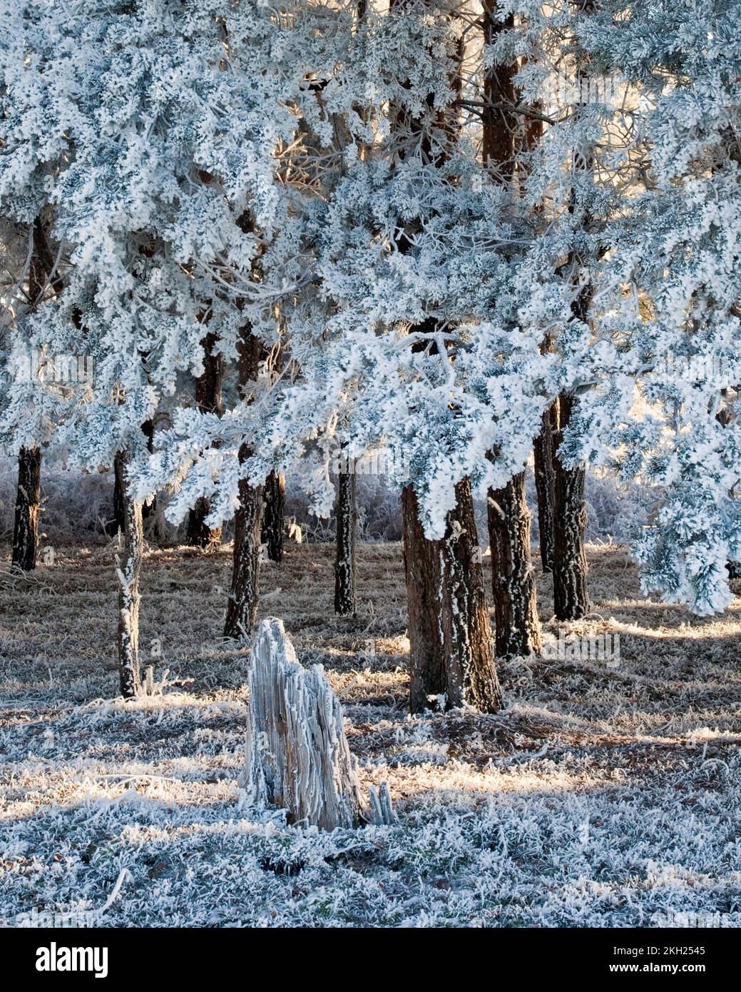 Severe frost clings to trees in early winter on Cannock Chase AONB ...