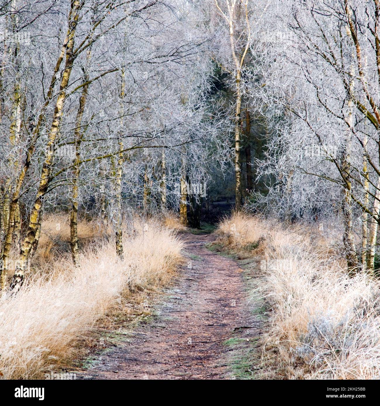 Winter frosted trees and grasses Ansons Bank on Cannock Chase Area of ...
