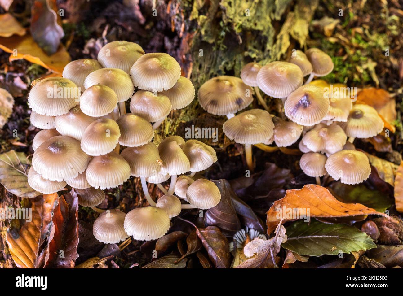 Clustered bonnet, New Forest, Hampshire, UK. Inedible Stock Photo - Alamy